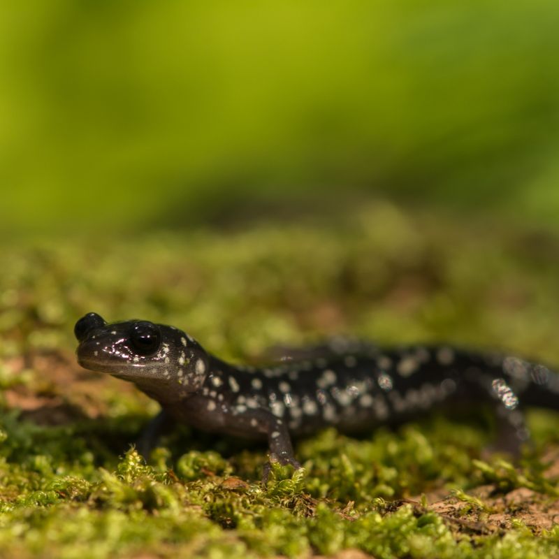 Biology of Southern Appalachian Salamanders